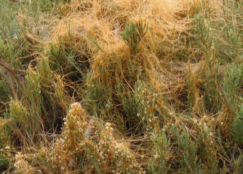 Saltmarsh Dodder, Cuscuta pacifica